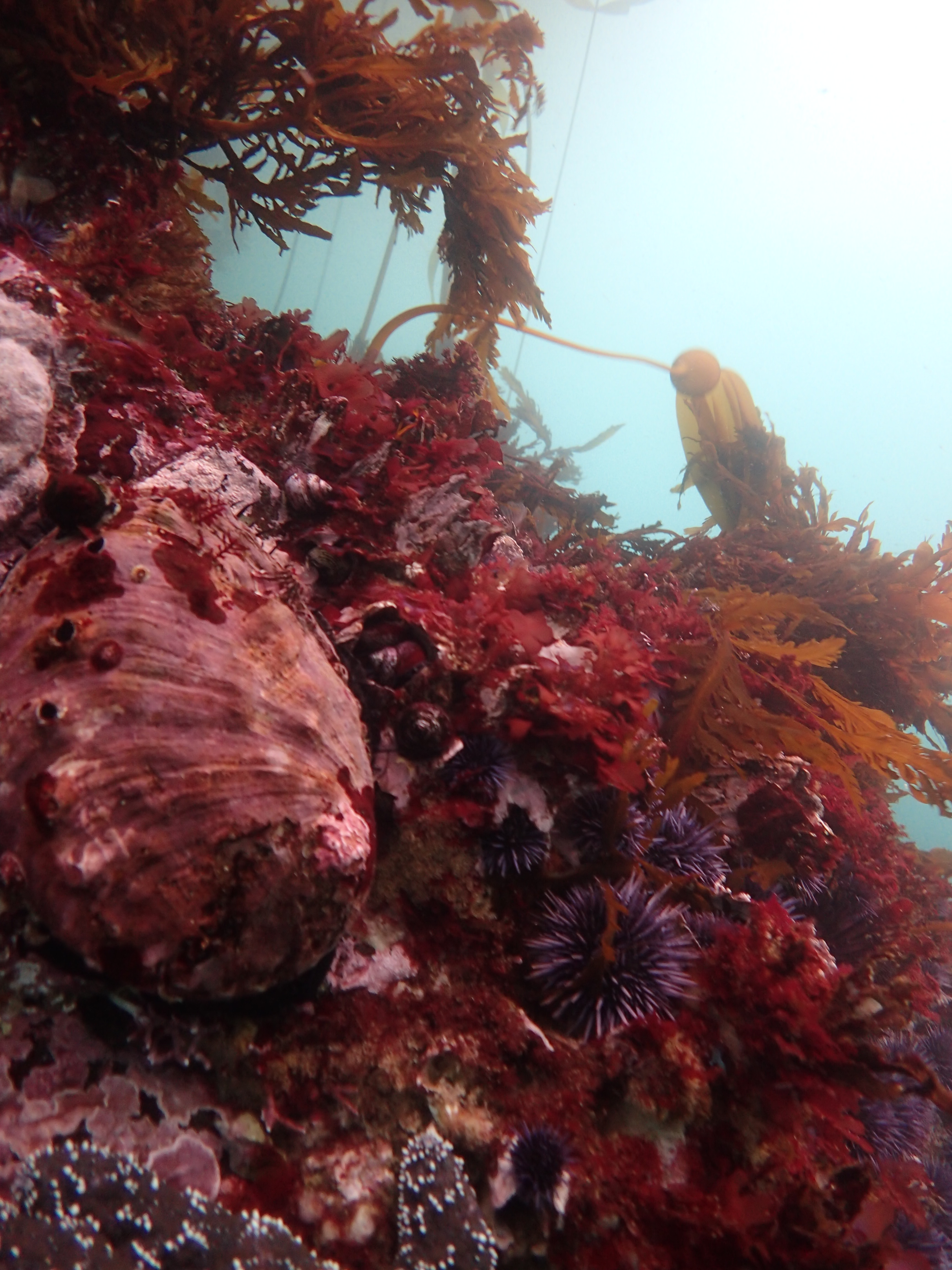 Cynthia Catton, PhD – Marine Fisheries & Conservation Research